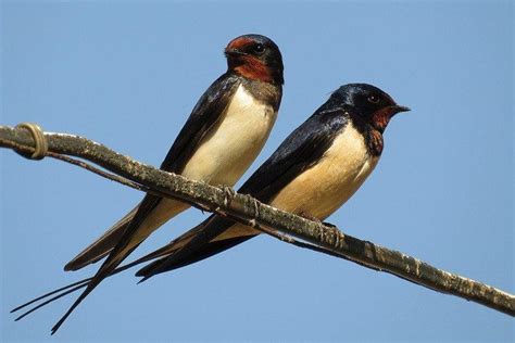 Vlaštovka 50 Fotografií Popis Ptáka Co Jí A Kde žije