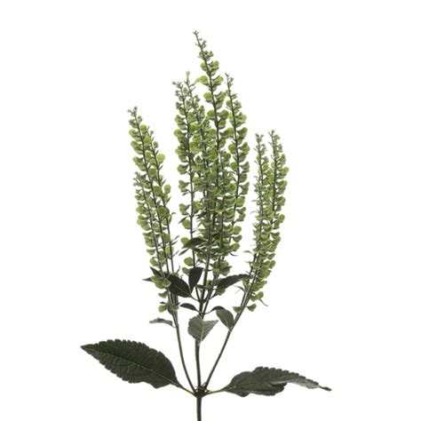 Scutellaria Tinkerbell Mother Nature At Her Finest