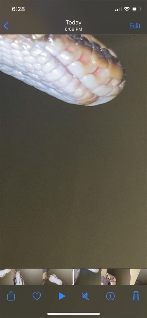 Why Does My Ball Python Mouth Look Like This Reptiles