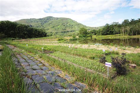 ป่าวังจันทร์ 10 สไตล์ รูปแบบปลูกป่าที่ไม่เหมือนใคร