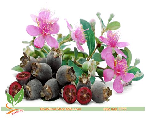 Cây Sim Rừng Đang Hoa Trái Cao 30 40cm NhÀ VƯỜn KhÁnh VÕ CÂy ĐỘc LẠ