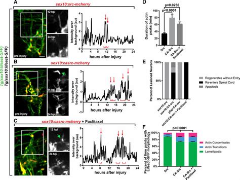 Induction Of Invasion Components In Drg Neurons Promotes Regeneration Download Scientific