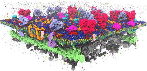 Computational Modeling Of Realistic Cell Membranes Chemical Reviews