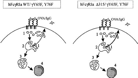 Schematic Representation Of Intracellular Trafficking Of Wild Type And