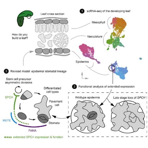 Single Cell Transcriptome Sequencing Reveals Lineage Trajectories Of Arabidopsis Stoma And