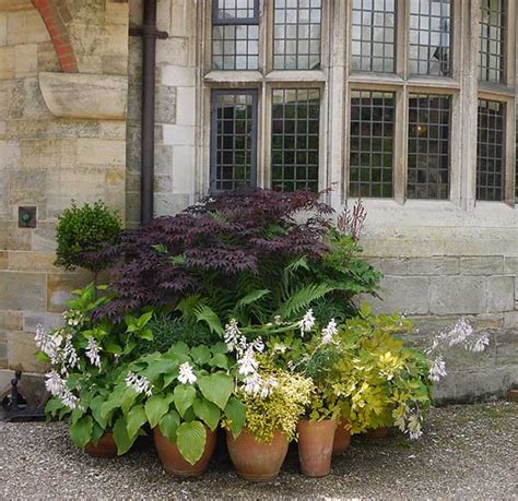 Growing Trees And Shrubs In Containers Guide For A Guarantee Success