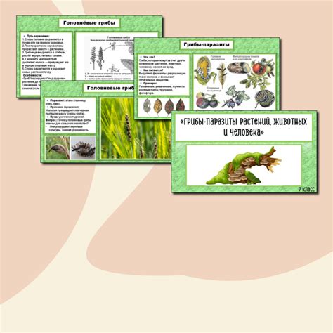 Презентация по биологии в 7 классе «Грибы паразиты растений животных и человека