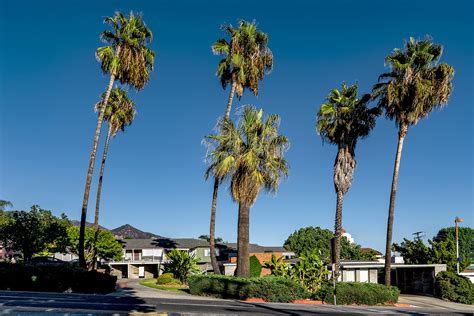 Trees And The Homes They Shade On Behance Trees And The Homes They Shade On Behance