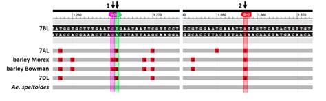 Development Of Barley And Wheat Homoeologue Specific Shifted Snp Download Scientific Diagram
