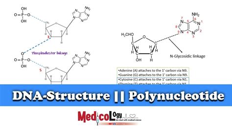 Structure Of Dna Phosphodiester Linkage Formation Nucleotide Dna