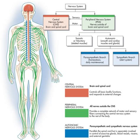 Biol 1015 Chap 9 10 Flashcards Quizlet