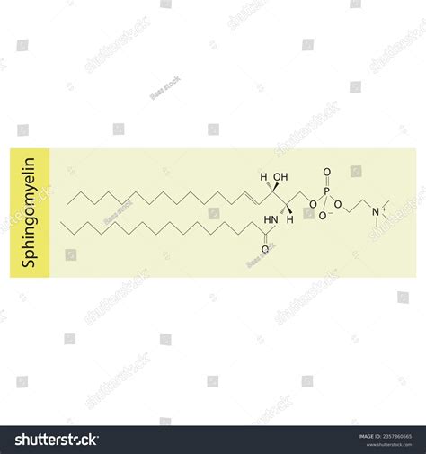 Structure Sphingomyelin Biomolecule Skeletal Structure Diagram Stock Vector Royalty Free