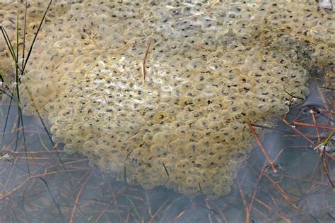 Frog Spawn At Last Earthstar