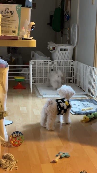 ㅋㅋㅋㅋㅋㅋㅋㅋ 방바닥에 응가하려다 어 하니까 패드로 올라가는 짱구우 🤭 Youtube