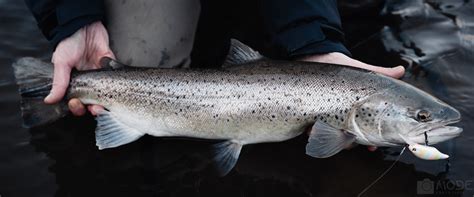 Patarimas Kaip Atkabinti Masalą Užmetus Jį Ant Medžio šakos 😄 Kadangi šiuo Metu žvejybos