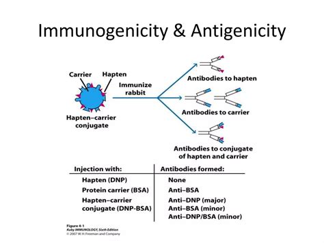 Antigens And Immunogens Immunogenecity Pptx
