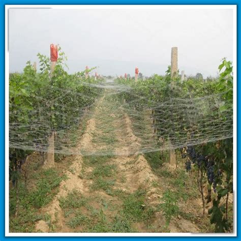 Obtain High Comments Anti Bird Netting Insect Netting For Rice Field Buy Anti Bird Netting