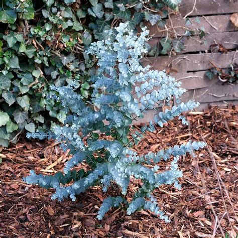 Eucalyptus Gunnii Tree 12 Litre Pot Cider Gum