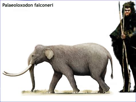 Palaeoloxodon Falconeri By Cisiopurple On Deviantart