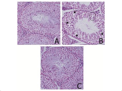 Micrographs Of Testis Tissue In Different Groups Of Mice 5 Mm Thick