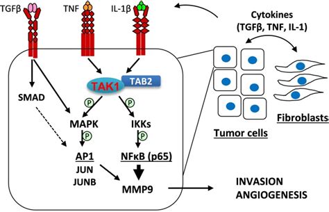 Tumor Fibroblast Interactions Stimulate Tumor Vascularization By Enhancing Cytokine Driven