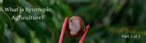 The Basics Of Syntropic Farming