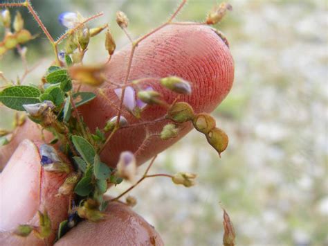 Desmodium Microphyllum Eflora Of India