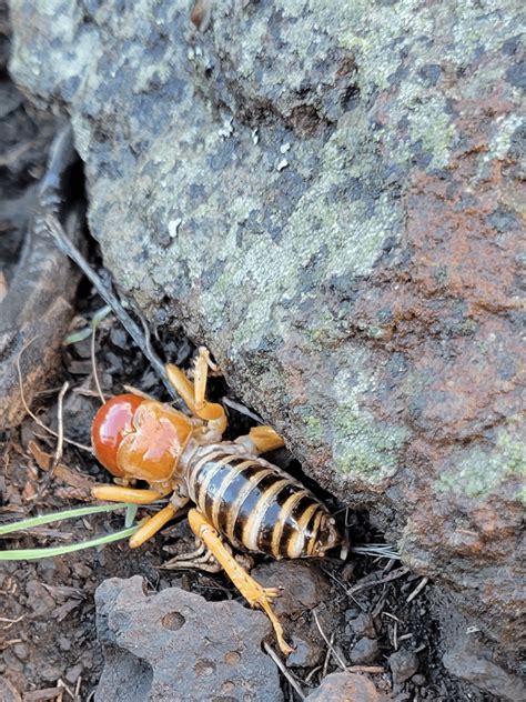 What Is This Bug Eastern Oregon R Whatsthisbug