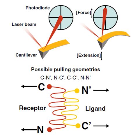 Cipsm Single Molecule Force Spectroscopy On Polyproteins And Receptorligand Complexes The