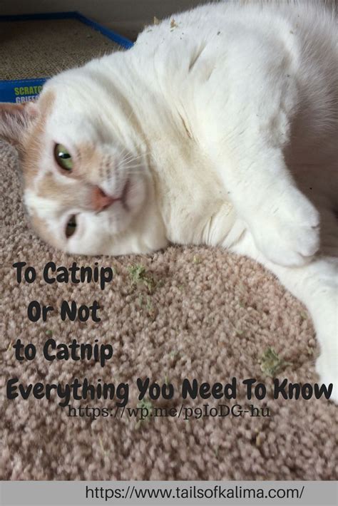 Catnip Meaning Slang At Florence Turner Blog
