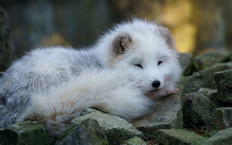 Cute Arctic Fox Cubs