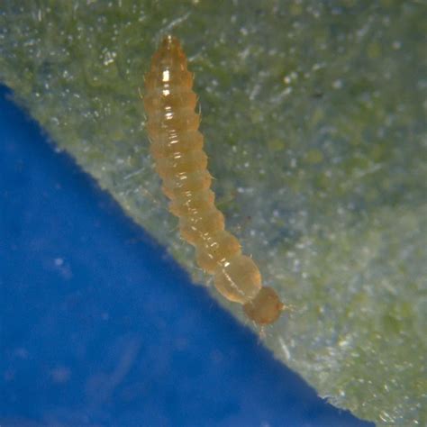 Atheta Controls Fungus Gnats Shore Flies Springtails And Thrips Pupae