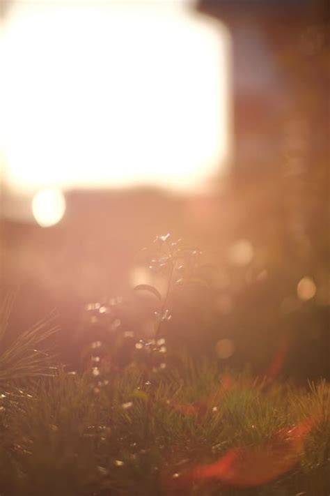 가벼운 거친 고요한 광합성 나뭇잎 따뜻한 렌즈 플레어 배경을 흐리게 보케 부드러운 그림자 빈티지 성장