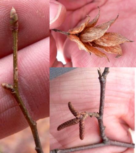 Other Trees And Vines Flashcards Quizlet