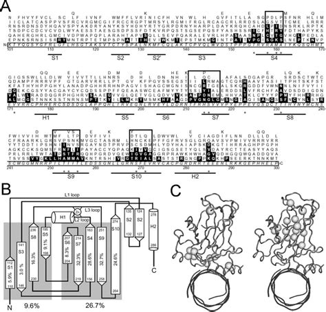 Location Of The Ts P53 Mutants In The Core Dna Binding Domain A