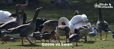 Goose Vs Swan What Is The Difference Birds Wetlands