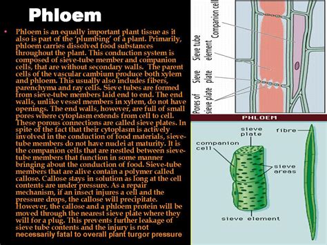 Phloem