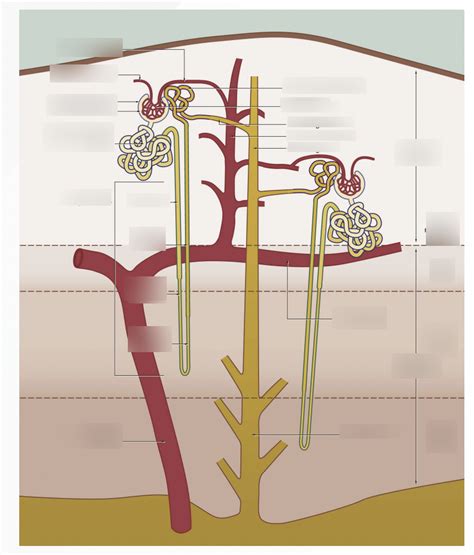 Nephron Diagram Diagram Quizlet