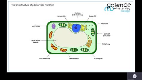 Gcse Cell Vs A Level Eukaryotic Cell Youtube
