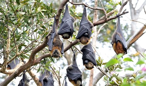 What Do Dayak Fruit Bat Eat