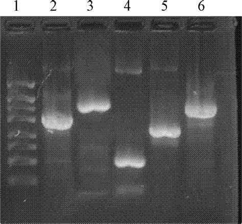 Recombinant Mycobacterium Smegmatis Vaccine Expressing Hbha Il 12 Fusion Protein Eureka Patsnap