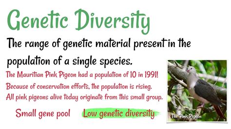 Genetic Diversity Examples