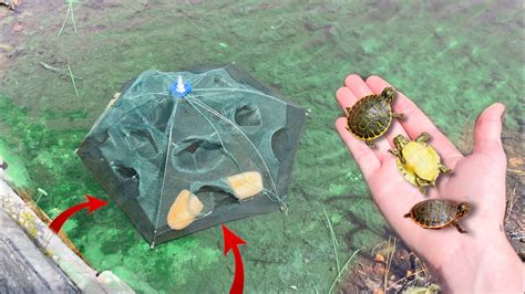 Turtle Trap Catches Wild Pond Babies Youtube