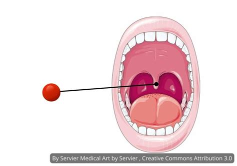 Common Word Roots For Digestive System Part 4 Master Medical Terms