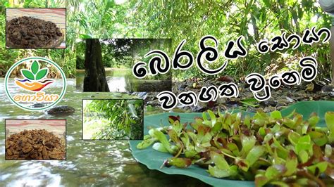 දිව්‍ය ඔසු වන් බෙරලිය සොයා ගිය ගමනක් සංචාරේ 01 Youtube