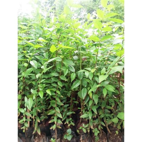 Jual Bibit Bonsai Anting Putri Tinggi 30cm Shopee Indonesia