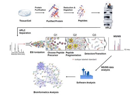 Multiple Reaction Monitoring Mass Spectrometry Analysis Service Mtoz Biolabs