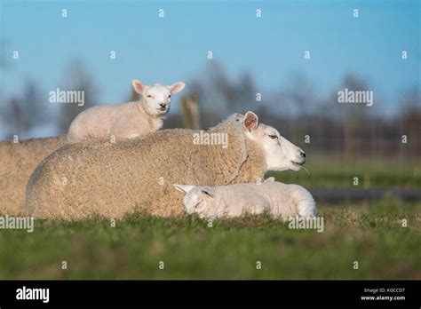 Mother Sheep With Two Lambs One Next To Her And One Lying On Her Stock