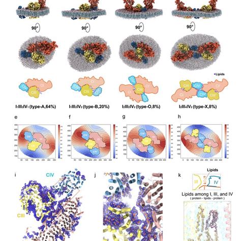 Architecture Membrane Curvature And Interaction Interfaces Of The Download Scientific