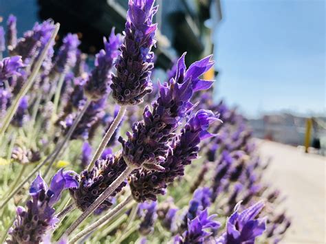 라벤더 꽃 향기 Pixabay의 무료 사진 Pixabay